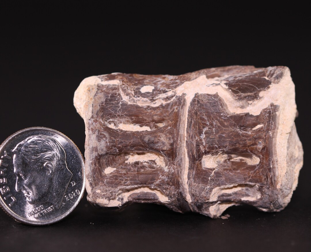 Fossil Fish Ichthyodectes Vertebrae Pair Cretaceous Dinosaur Era Kansas ...