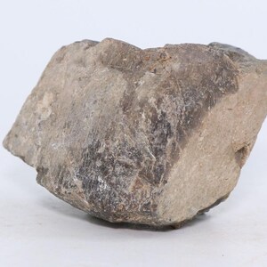 Allosaurus Dinosaur Fossil Rib Piece Jurassic Morrison Formation ...