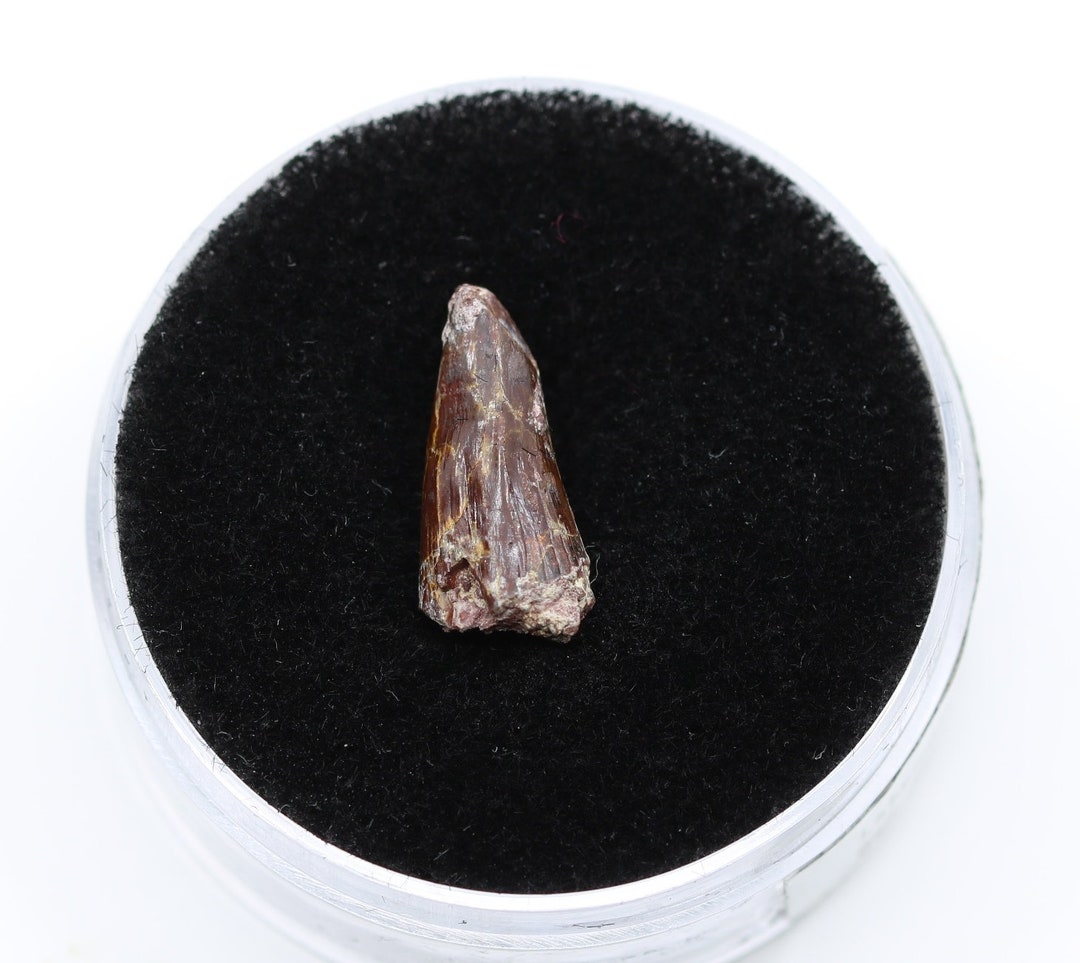 Fossil Labyrinthodont Amphibian Tooth 15mm Permian Belle Plains Texas ...