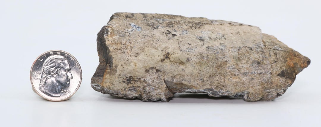 Allosaurus Fossil Rib Segment 4.02" 102.2mm Jurassic Morrison Formation ...