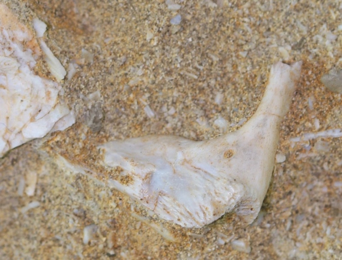 Fossil Fish Enchodus Hypural Bone Piece Cretaceous Khourigba | Etsy