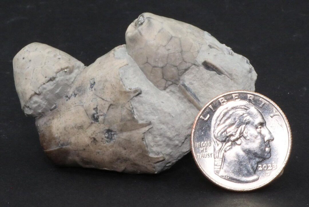 3 Eucalyptocrinites Crassus Extremely Rare Crinoid Cluster Fossil Cup W ...