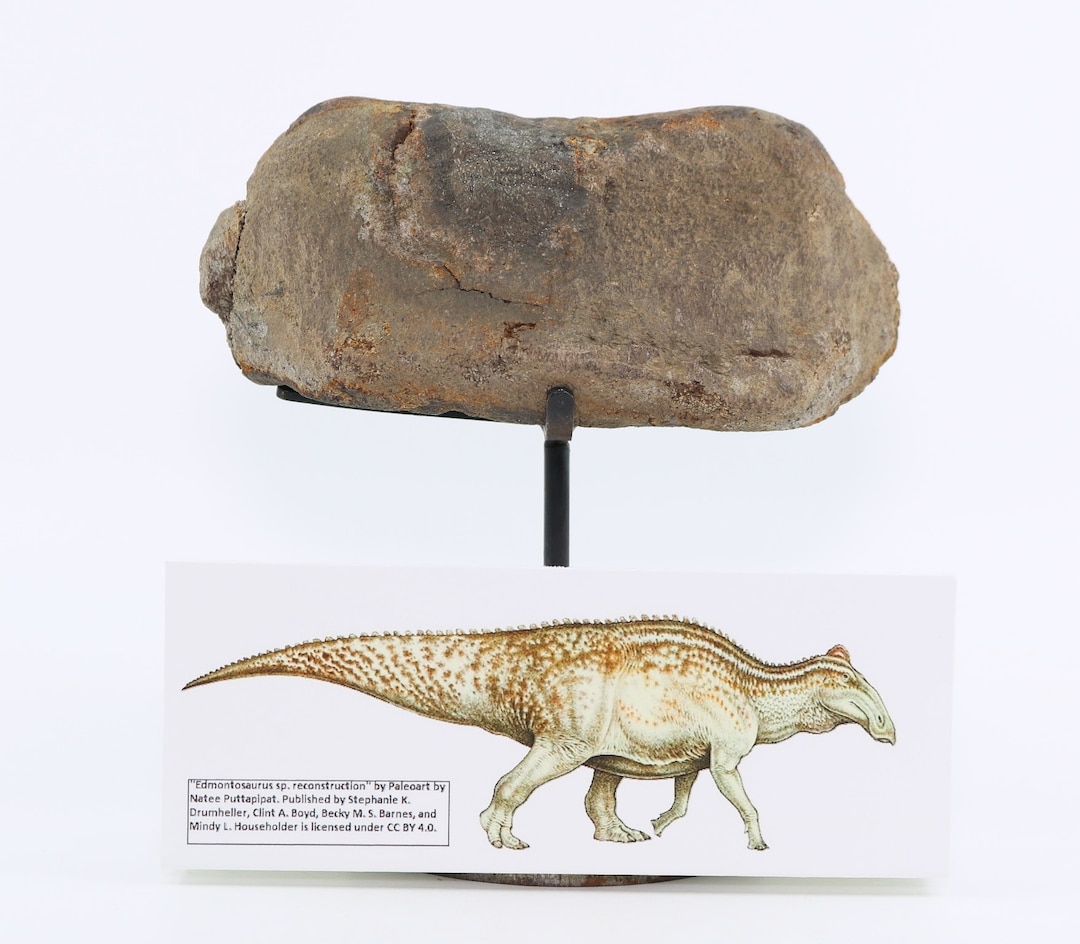 Edmontosaurus Fossil Toe Bone Hell Creek Fm South Dakota SD COA 5952 - Etsy