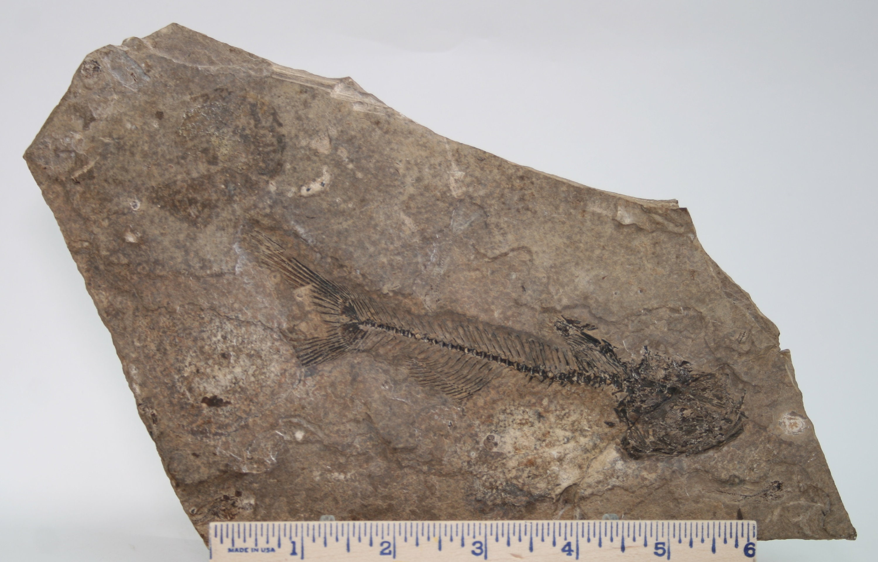 Fossil Catfish Wyoming RARE Fossil Fish Catfish Astephus w/ 3 | Etsy