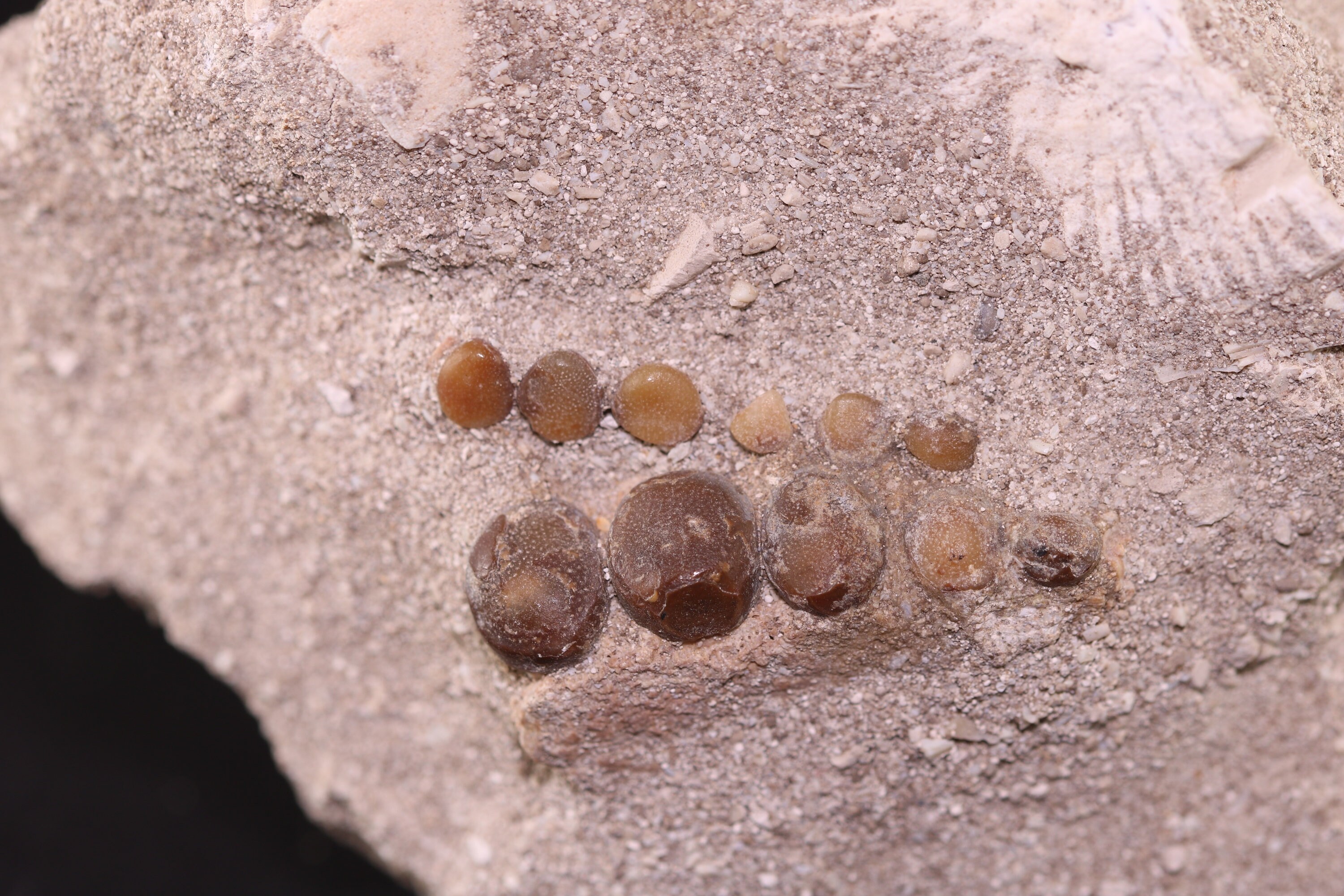 Fossil Fish Phacodus Ray-finned Punctatus Pycnodont Teeth | Etsy