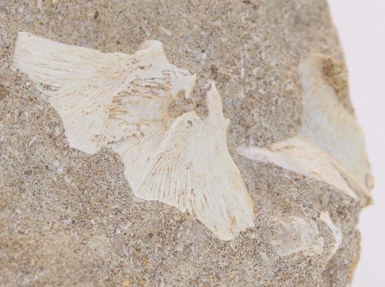 Fossil Fish Enchodus Tail Bone Hypural Cretaceous Khourigba | Etsy