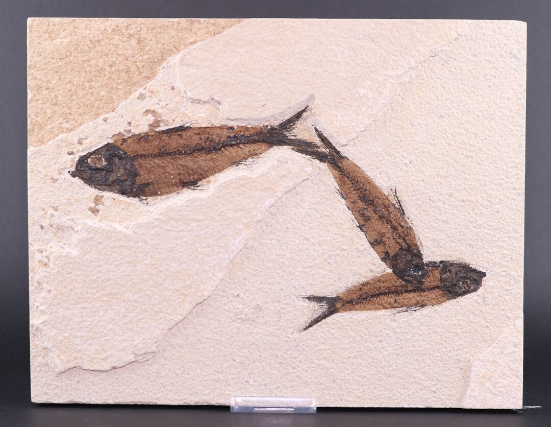 3 Knightia Fish Fossil Lake Green River Formation Wyoming WY - Etsy