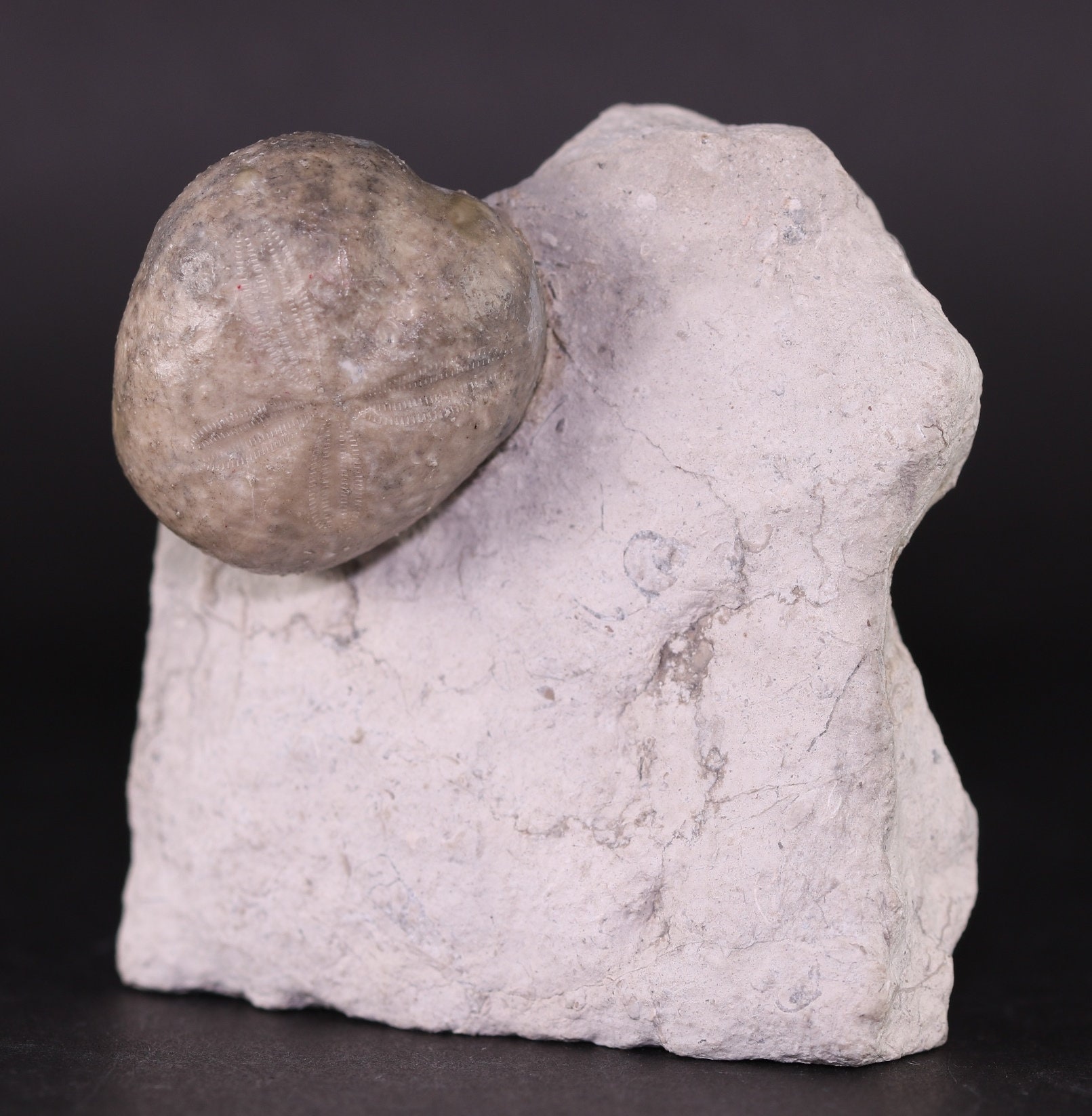 Fossil Sea Urchin Hemiaster Cretaceous Goodland Formation Texas TX COA ...