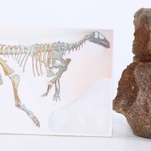 Dinosaur Thescelosaurus Fossil Vertebra Bone Hell Creek Fm Montana MT ...