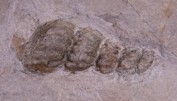 Fossil Rare Gastropod Turrilites Costatus Cretaceous La Mure - Etsy UK