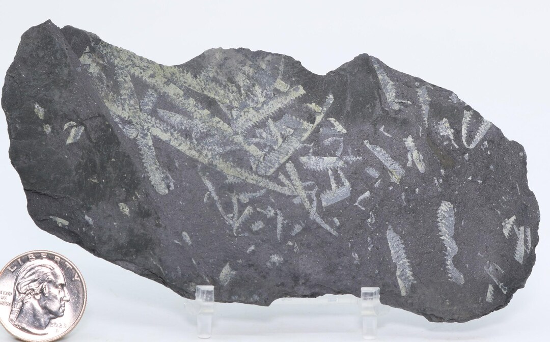 Fossil Graptolite (didymograptus) Cluster 5.8 147mm Ordovician Bifidus ...