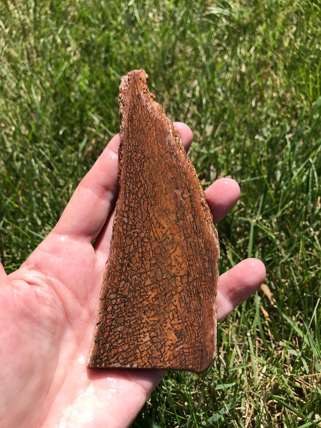 Dinosaur Fossil Gembone Slab Jurassic Morrison Formation Utah UT COA ...