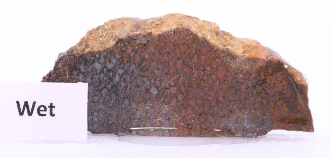 Gembone Dinosaur Fossil Bone Unpolished Jurassic Utah UT COA 5721 - Etsy