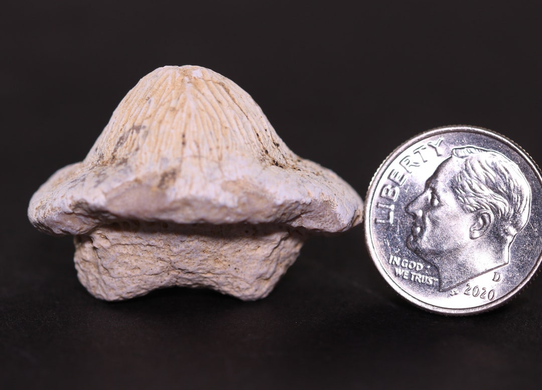 Fossil Dinosaur-age Shell Crushing Shark Tooth Cretaceous Kansas COA ...