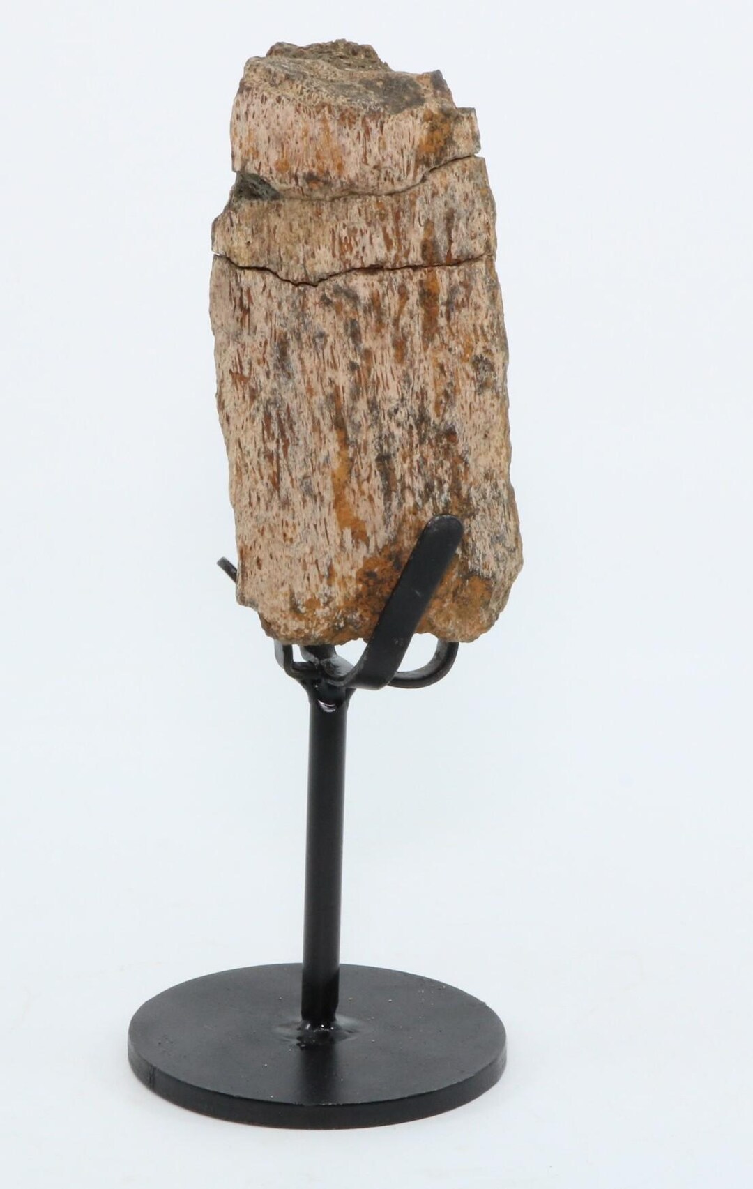 Triceratops Dinosaur Fossil Limb Bone Pc. 3.15" 80.0mm Cretaceous Hell ...