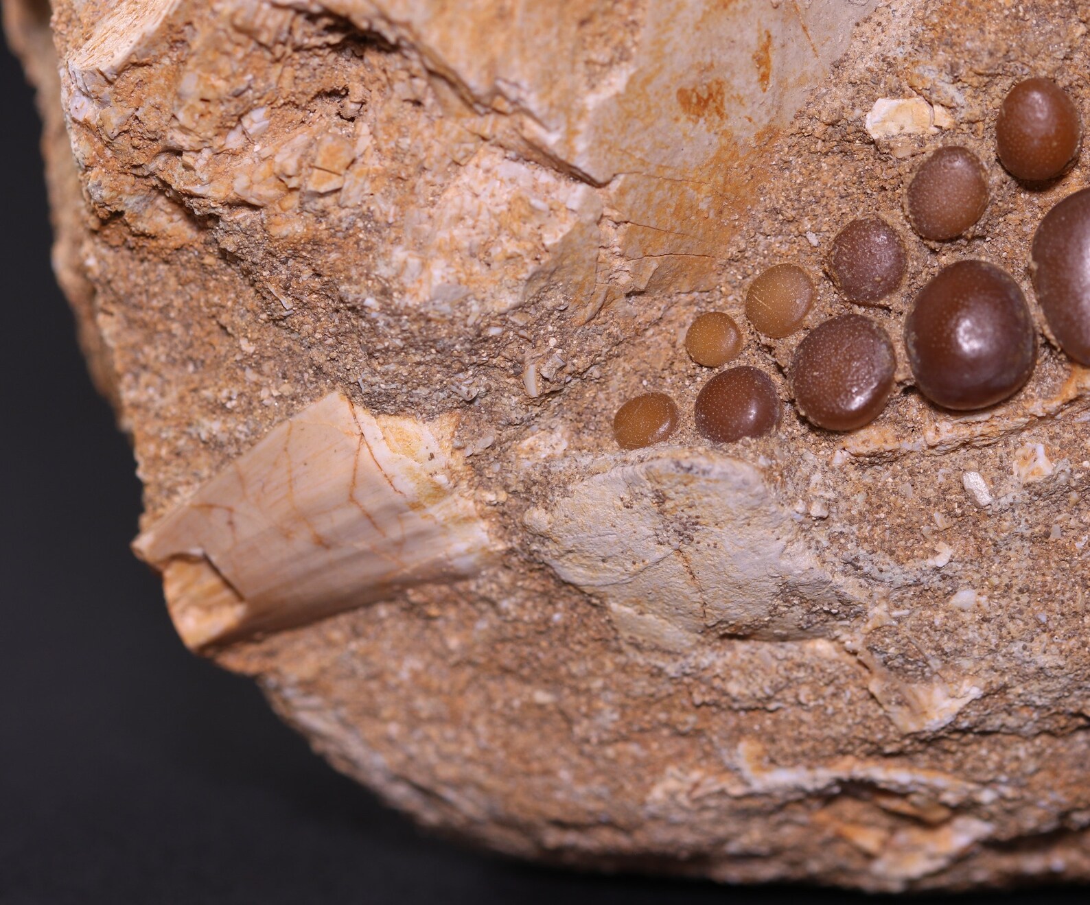 Fossil Fish Phacodus Punctatus Pycnodont Grinding Teeth | Etsy