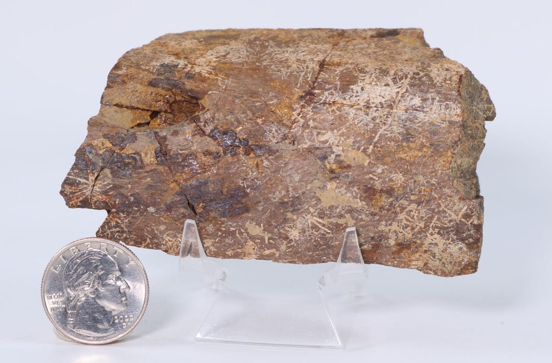 Tyrannosaurus Rex T Rex Dentary Bone Pc. 3.71 94mm Hell Creek Formation ...