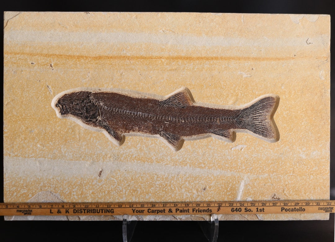 Fossil Fish Notogoneus 20-inch Gorgeous Rustic Green River Formation ...