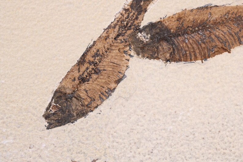 3 Knightia Eocaena Fossil Fish Fossil Lake Green River Formation ...