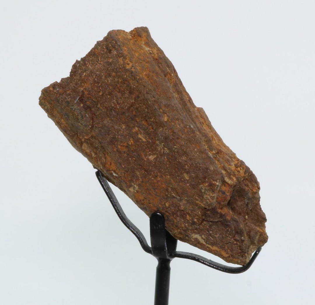 Triceratops Fossil Rib Pc. 3.58" 91.1mm Cretaceous Hell Creek Formation ...