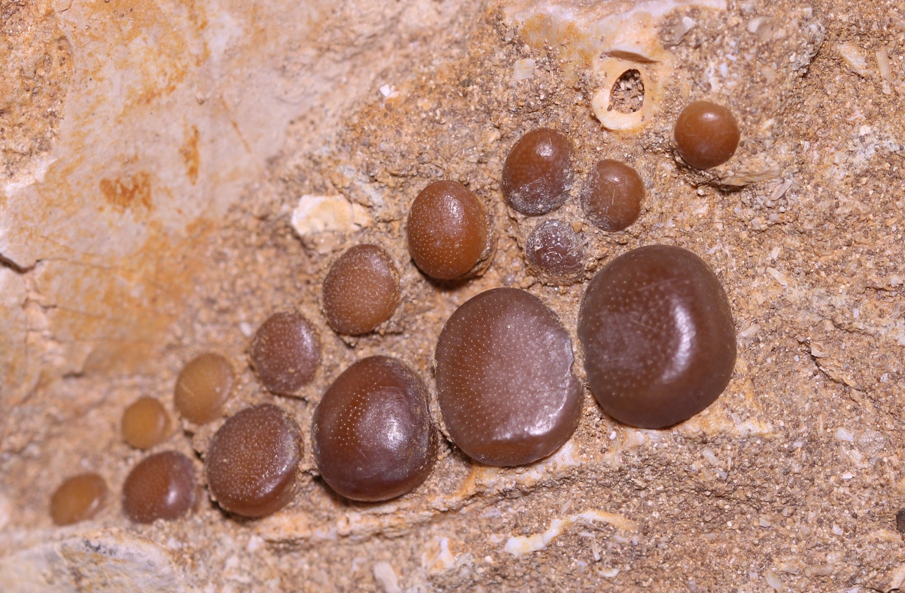Fossil Fish Phacodus Punctatus Pycnodont Grinding Teeth | Etsy