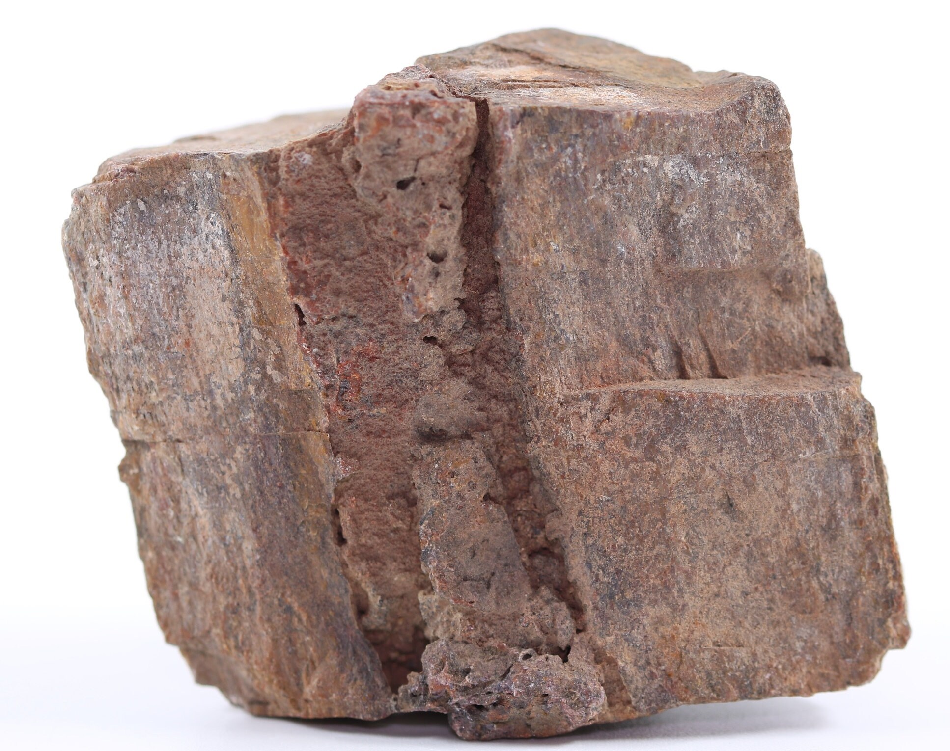 Fossil Dinosaur Allosaurus Tibia Pc. Jurassic Morrison Fm. - Etsy