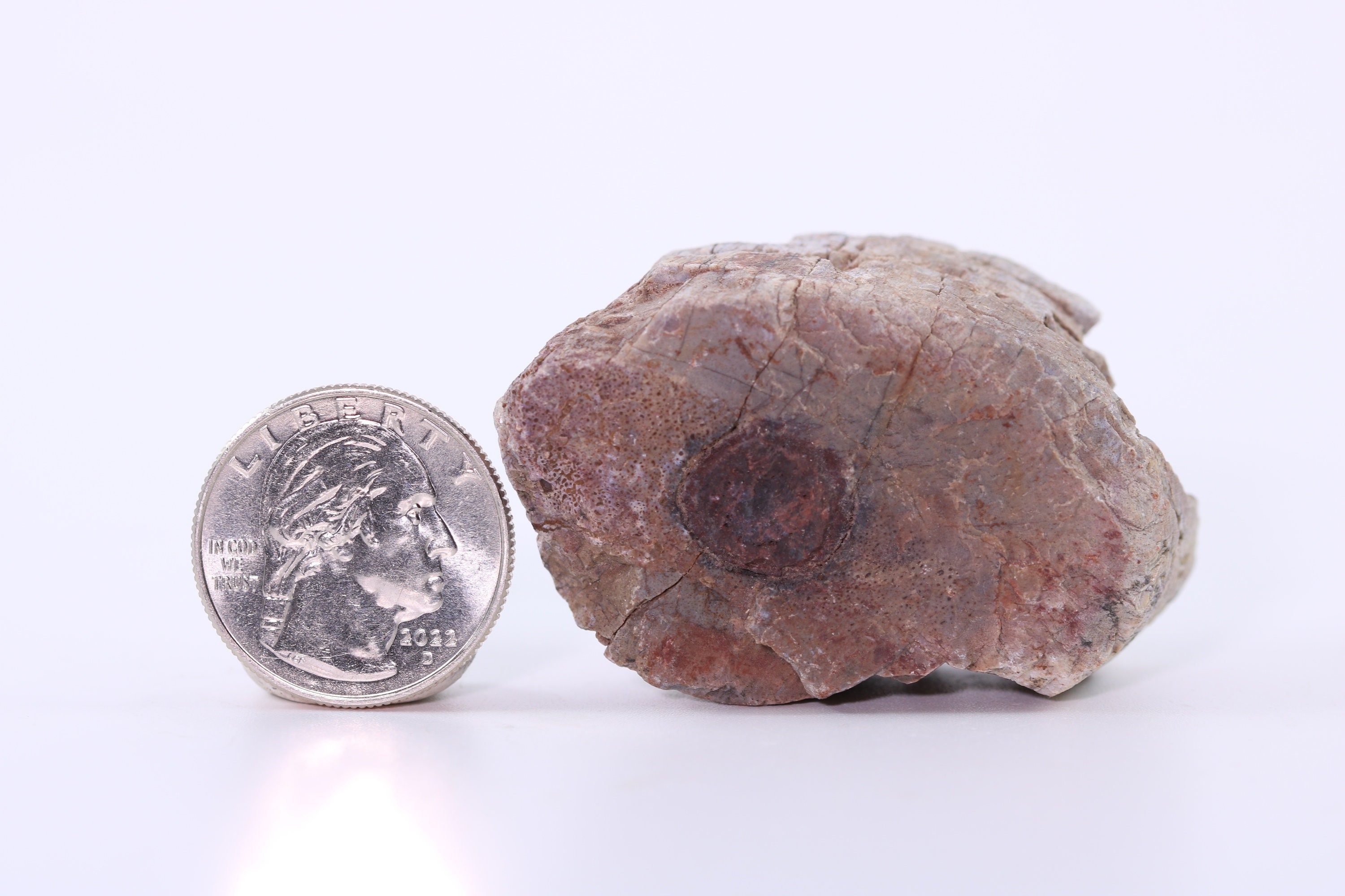 Fossil Dinosaur Allosaurus Rib Piece Jurassic Morrison Fm. - Etsy