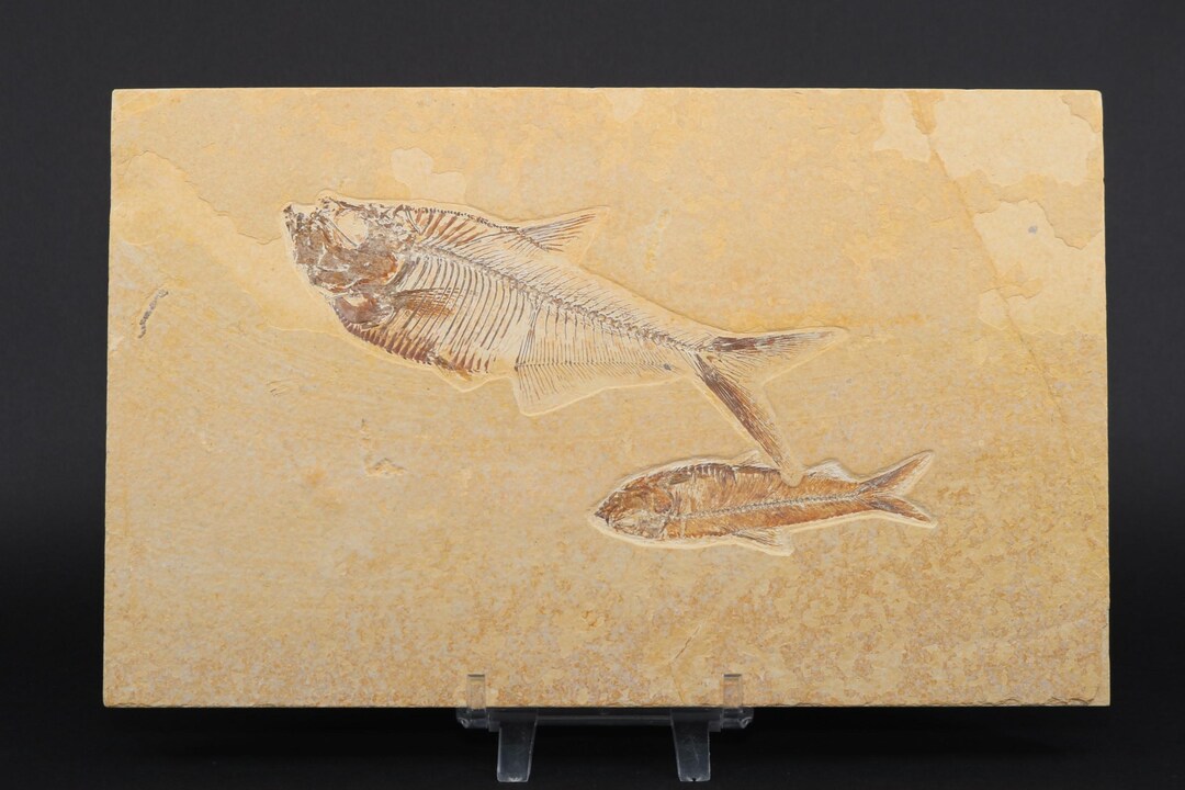 Superb Diplomystus Fossil Fish Fossil Lake Green River Formation ...