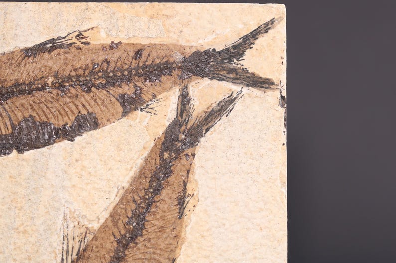 2 Knightia Eocaena Fossil Fish Fossil Lake Green River Formation ...