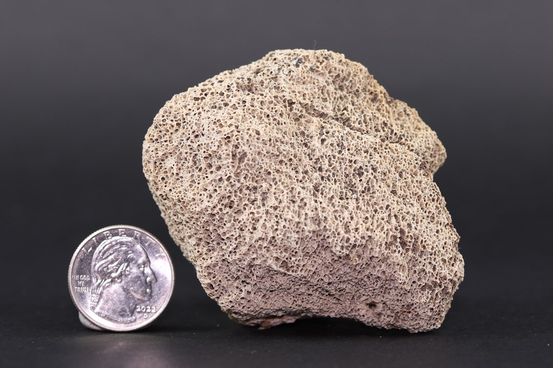 Edmontosaurus Fossil Trabecular Pattern Lance Creek Wyoming WY COA 5564 ...