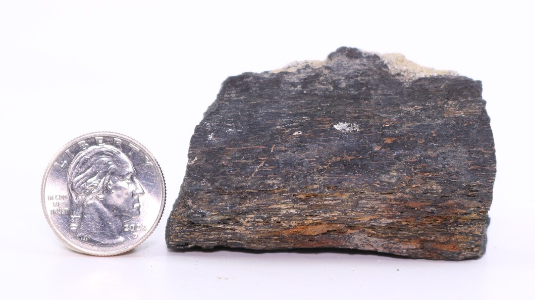 Camarasaurus Fossil Bone Jurassic Cabin Quarry Wyoming WY COA 5994 - Etsy