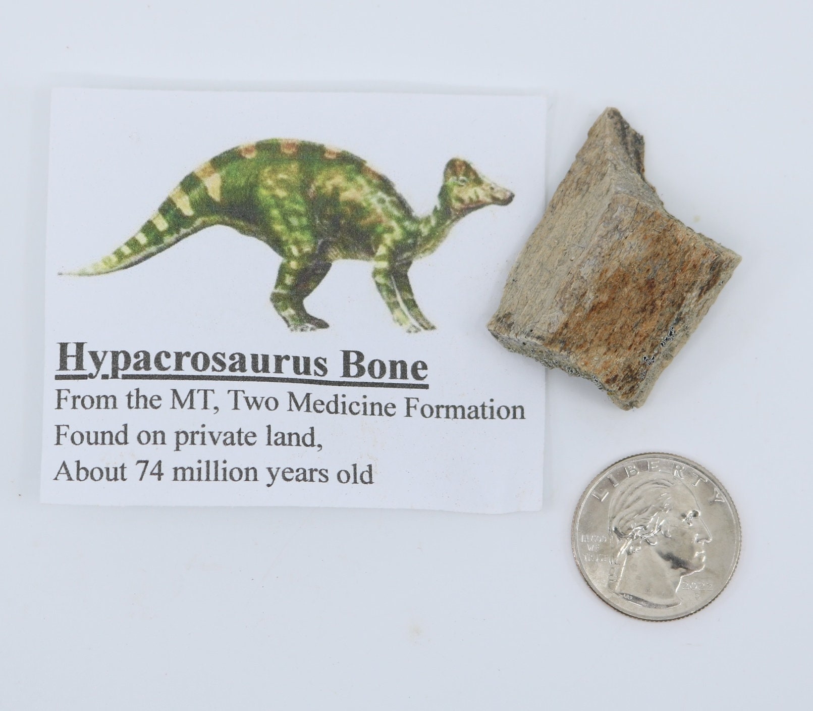 Hypacrosaurus