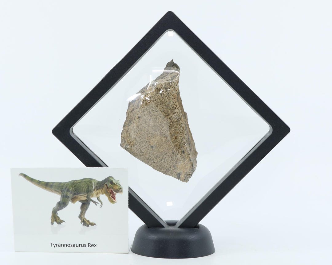Tyrannosaurus Rex T Rex Fossil Femur Piece Hell Creek Formation South ...