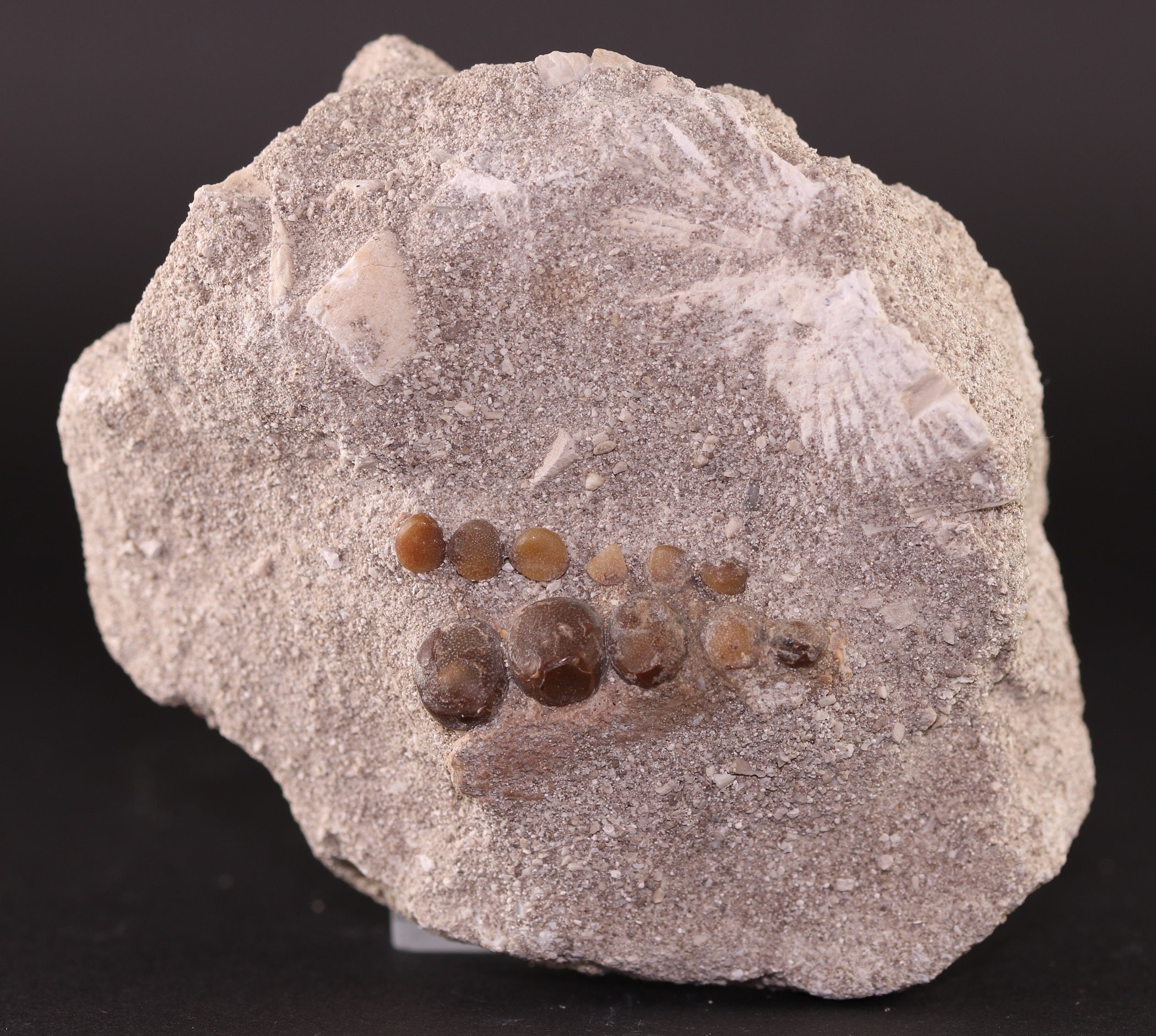 Fossil Fish Phacodus Ray-finned Punctatus Pycnodont Teeth | Etsy