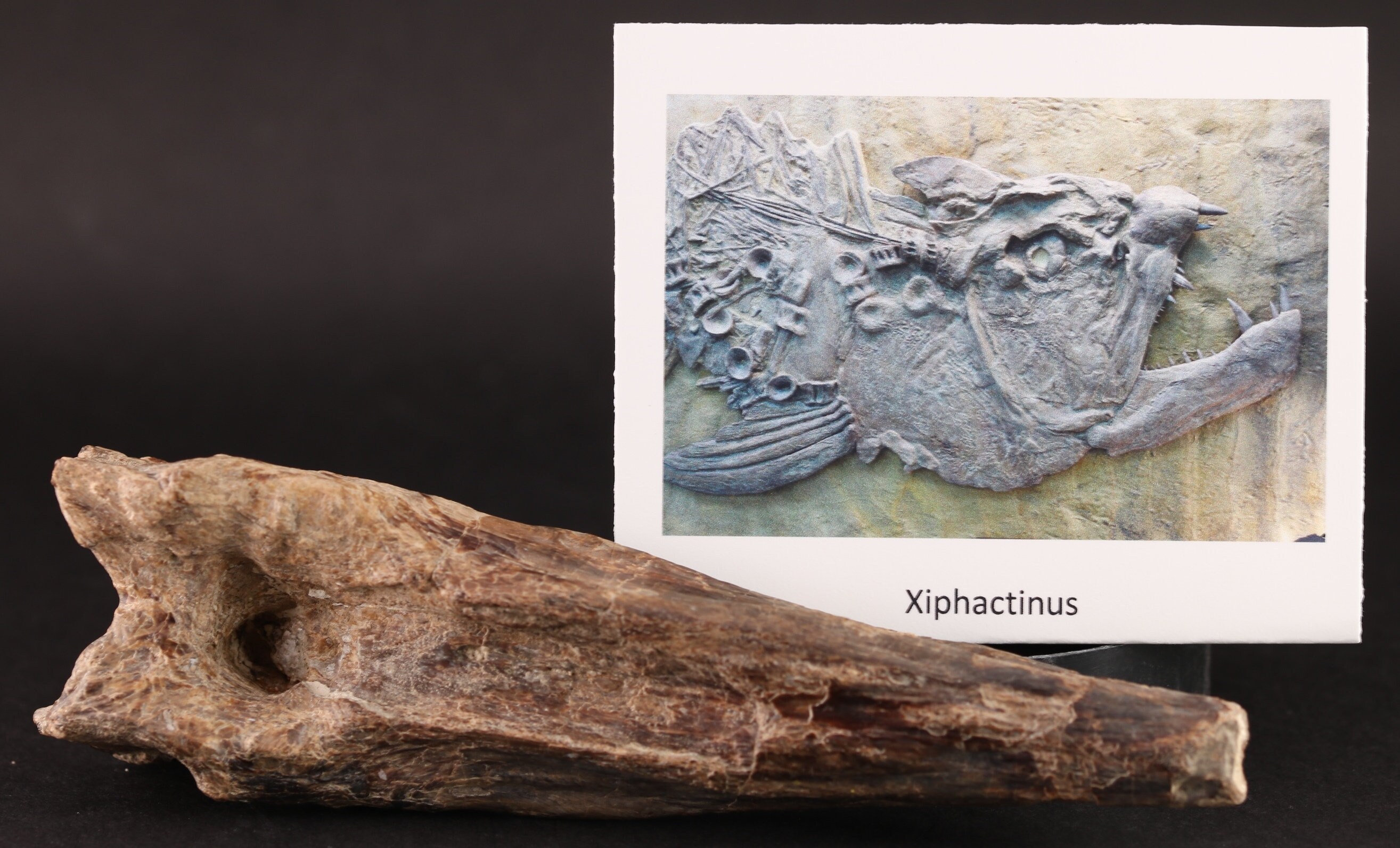 Xiphactinus Teeth