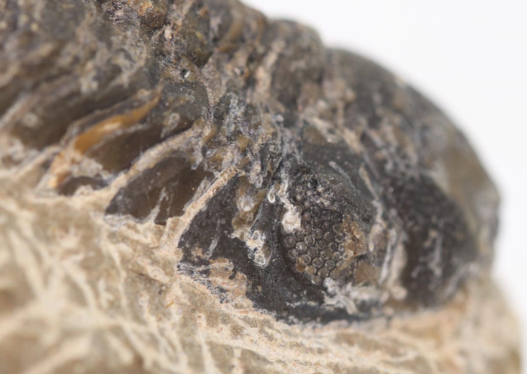 Fossil Trilobite Gerastos 1.93" 49.1mm Devonian Zguid Morocco COA 7346 ...