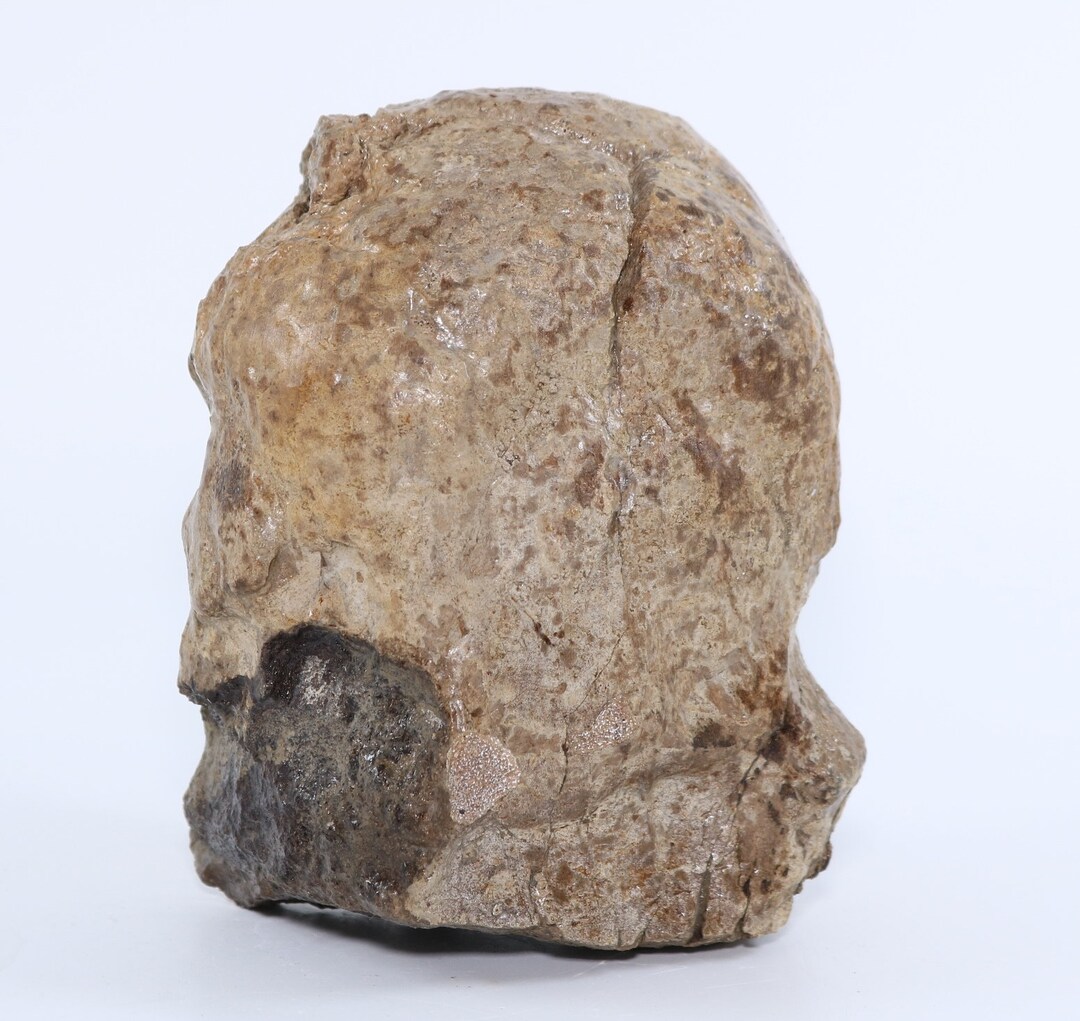 Superb Triceratops Round Occipital Condyle 4.5" Hell Creek Montana COA ...