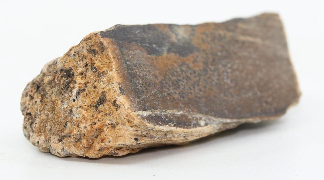 Tyrannosaurus Rex T Rex Genuine Fossil Leg Bone Segment South Dakota SD ...