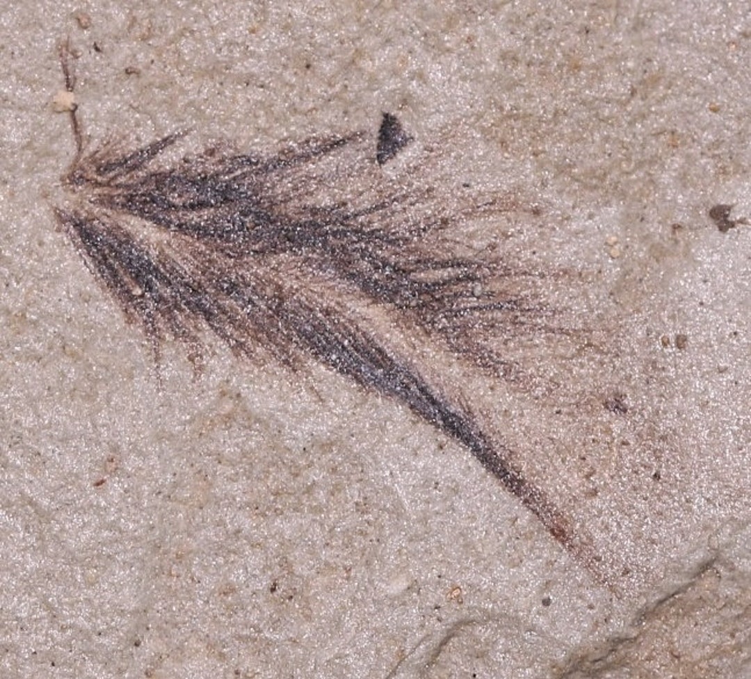 Fossil Delicate Bird Feather Down Green River Fm Bonanza Utah UT COA ...