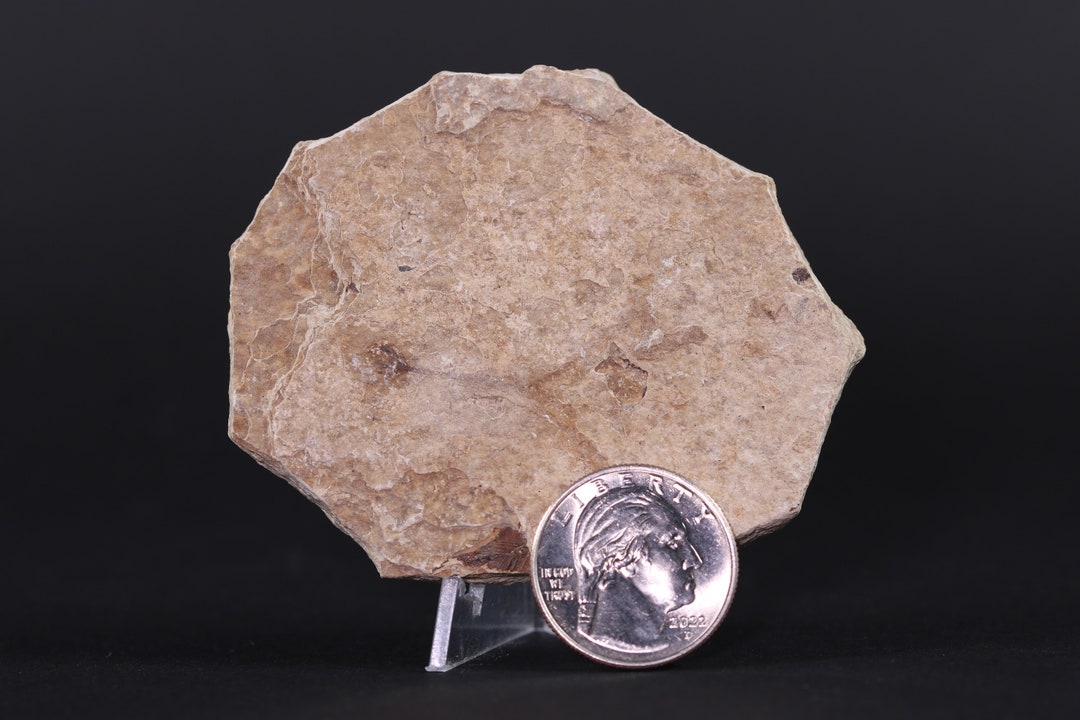 Fossil Plant Winged Fruit Fossil Lake Green River Formation Wyoming WY ...