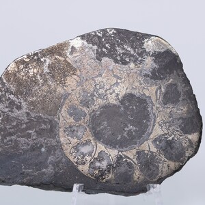 Large Ammonite Pos-neg Both Sides Pyritized Fossil Cretaceous Morocco ...