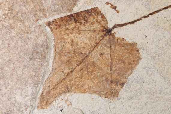 Acer Fossil