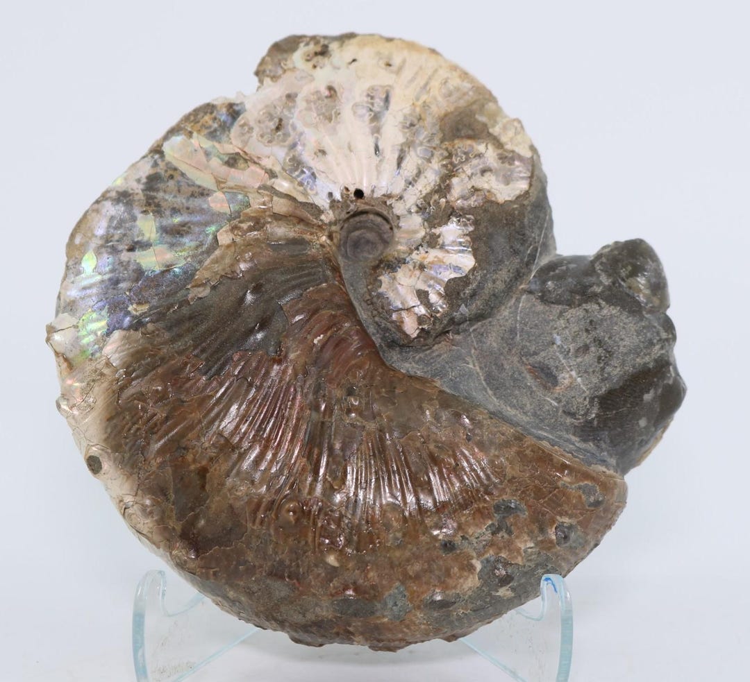 Large Fossil Scaphite 101.9 Mm. 4" Ammonite Iridescence Cretaceous ...