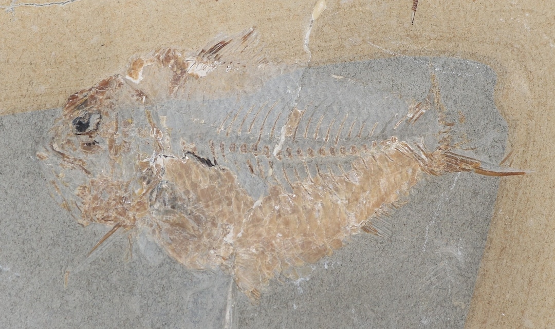 Rare Big Lebanese Fish Fossil Undescribed Cretaceous Hakel Lebanon COA ...