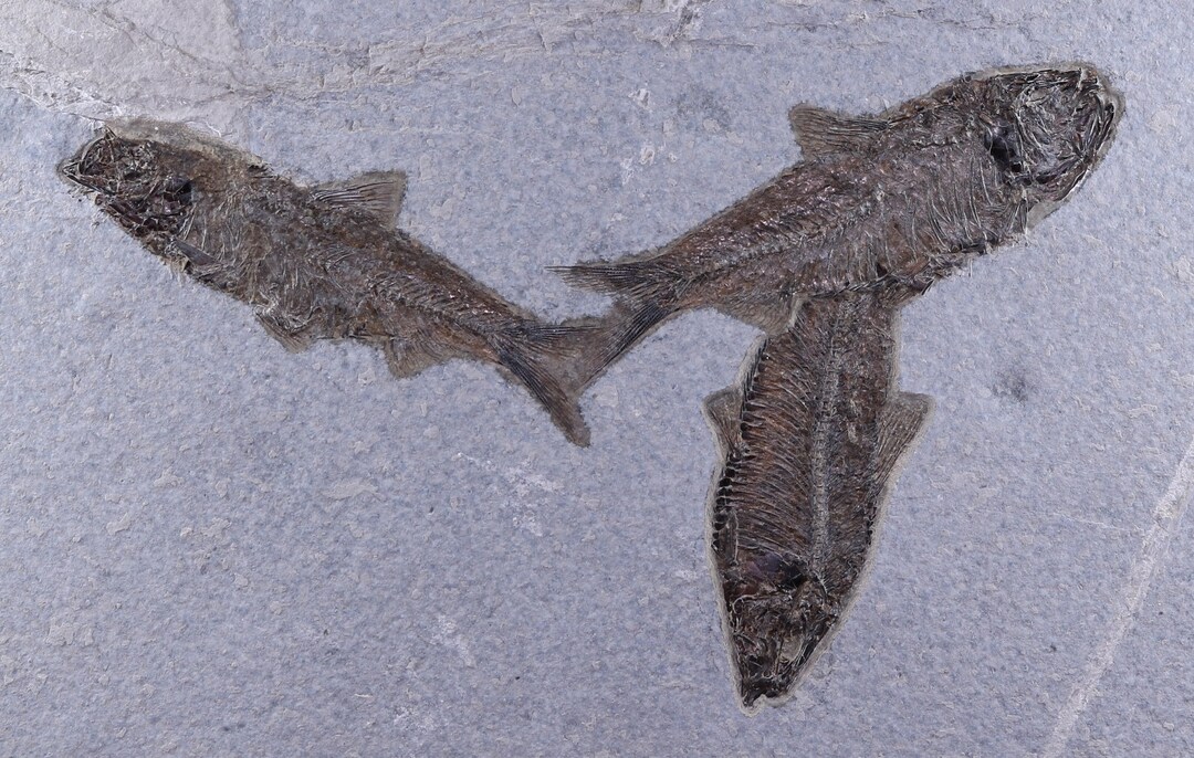 Museum Grade Capping Layer 3 Knightia Fish Plate Fossil Lake Wyoming WY ...