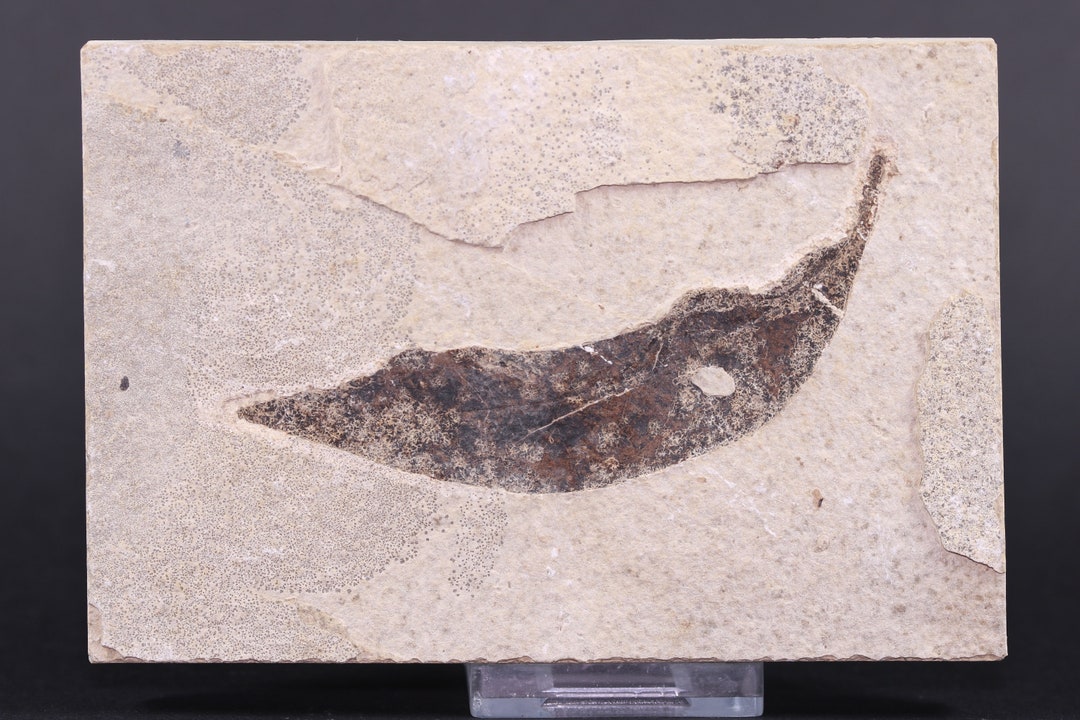 Undescribed Fossil Plant Leaf Green River Formation Wyoming WY COA ...