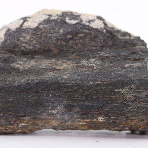 Camarasaurus Fossil Bone Jurassic Cabin Quarry Wyoming WY COA 5994 - Etsy