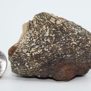 Triceratops Dinosaur Fossil Bone 3.19" 81.1mm Lance Creek Formation ...