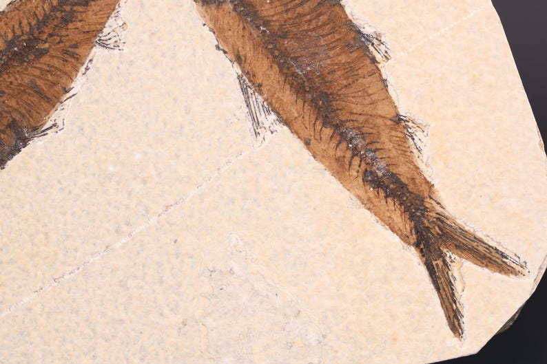 2 Knightia Eocaena Fossil Fish Fossil Lake Green River Formation ...