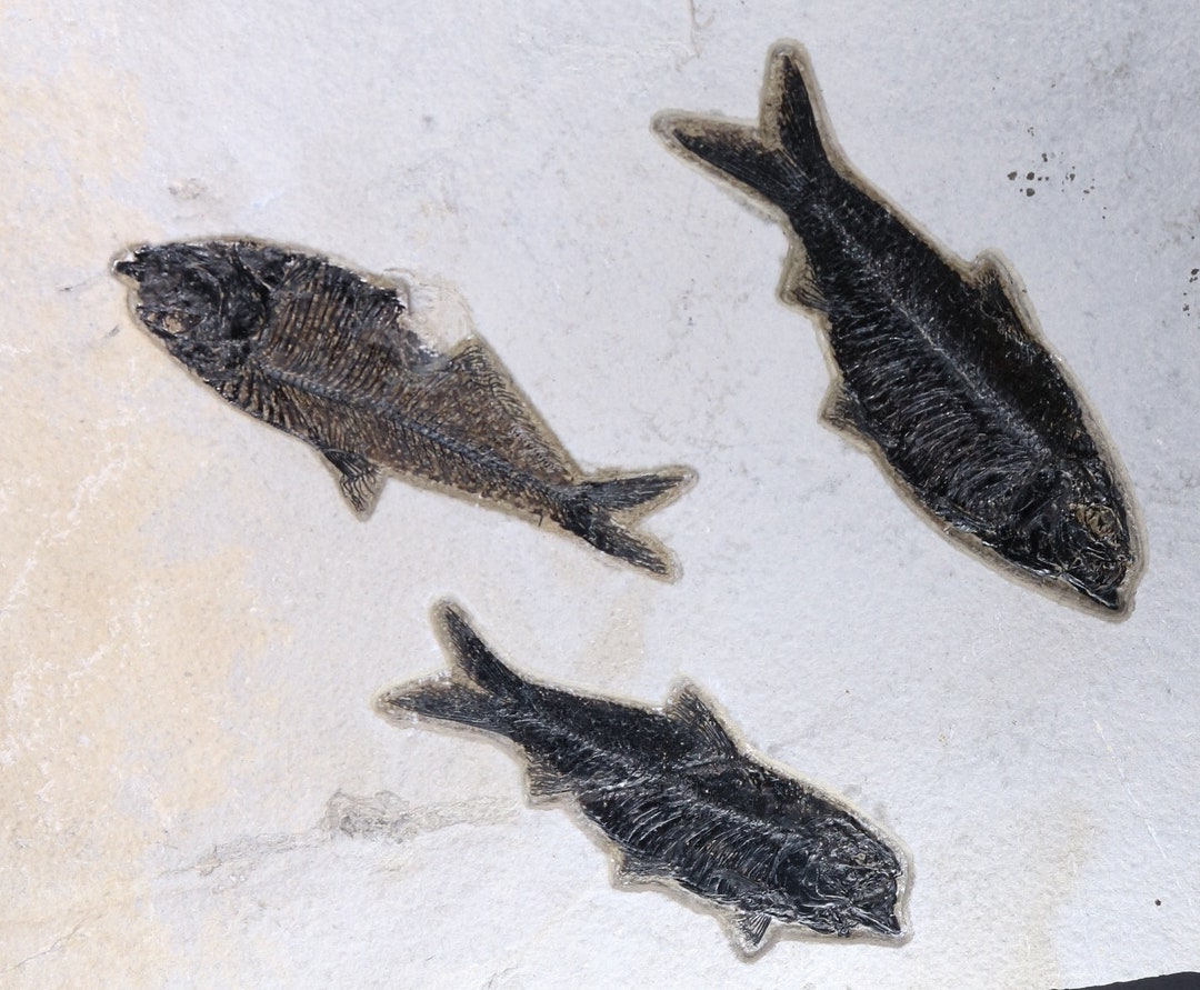 2 Superb Knightia and 1 Diplomystus Fish Fossil Lake Green River ...